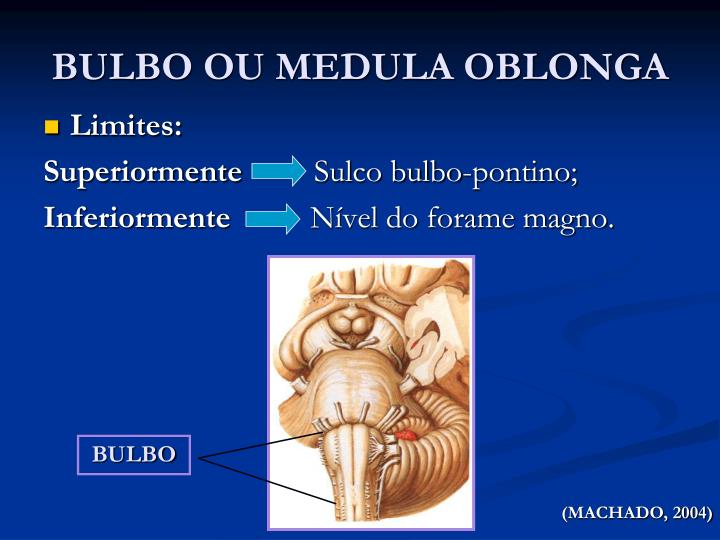 PPT - Anatomia do Tronco Encefálico PowerPoint Presentation - ID:5710970