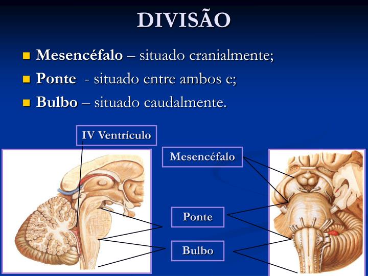 Ppt Anatomia Do Tronco Encefálico Powerpoint Presentation Id 5710970