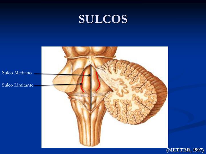 PPT - Anatomia do Tronco Encefálico PowerPoint Presentation - ID:5710970