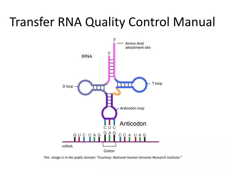 PPT - Transfer RNA Quality Control Manual PowerPoint Presentation, free ...