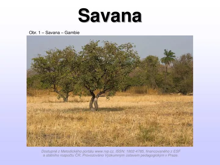 PPT - Savana PowerPoint Presentation, free download - ID:5711707
