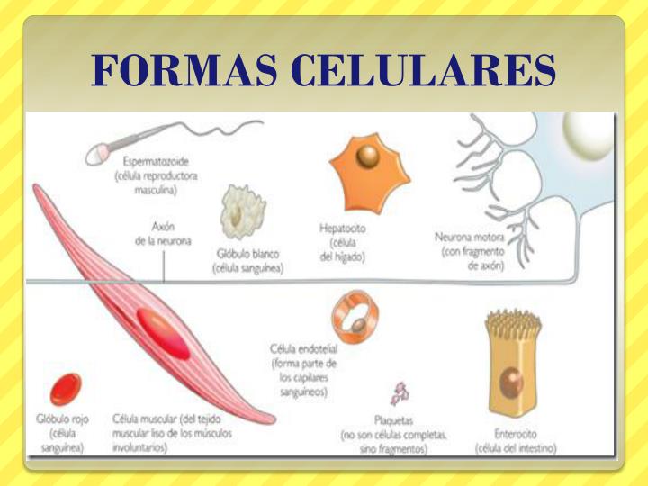 PPT - CÉLULA PowerPoint Presentation - ID:5713333
