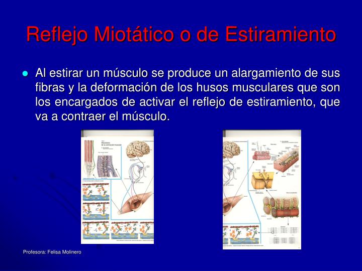 PPT - CUALIDAD FÍSICA BASICA FLEXIBILIDAD PowerPoint Presentation - ID ...