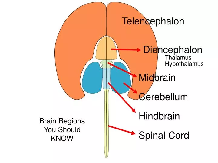 PPT - Telencephalon PowerPoint Presentation, free download - ID:5714939