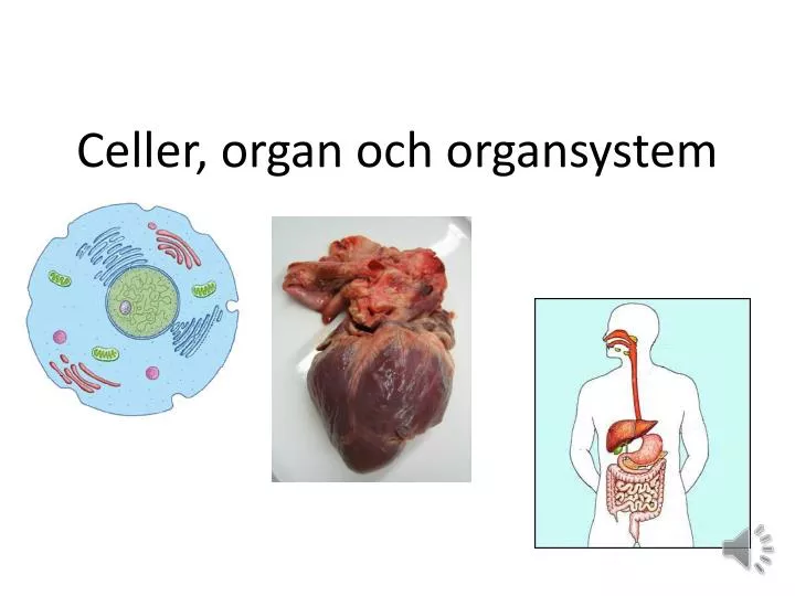 PPT - Celler, organ och organsystem PowerPoint Presentation, free ...
