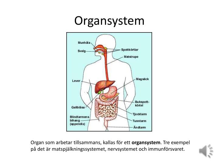 PPT - Celler, organ och organsystem PowerPoint Presentation - ID:5714992