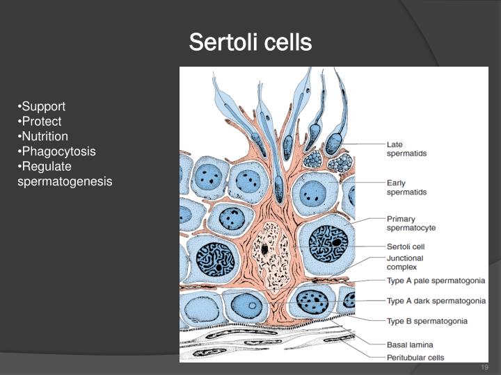 PPT - SPERMATOGENESIS PowerPoint Presentation - ID:5715068