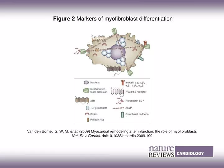 PPT - Figure 2 Markers of myofibroblast differentiation PowerPoint ...