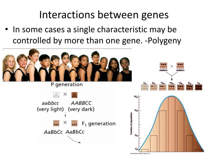 PPT - GENETICS PowerPoint Presentation - ID:5715614