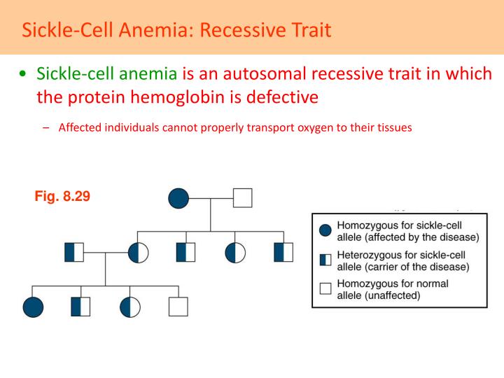 PPT - GENETICS PowerPoint Presentation - ID:5715614