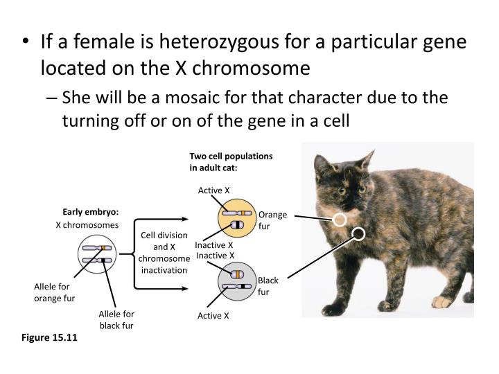 PPT - GENETICS PowerPoint Presentation - ID:5715614
