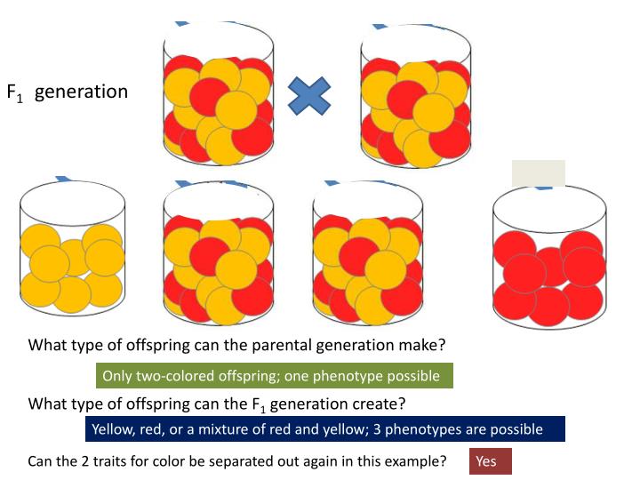 PPT - GENETICS PowerPoint Presentation - ID:5715614