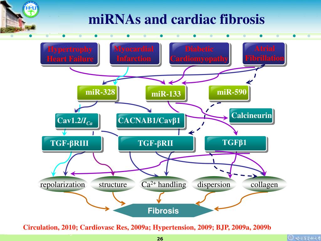 PPT - Role of microRNAs in heart diseases PowerPoint Presentation, free ...