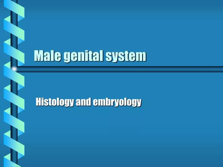 PPT - Male genital system PowerPoint Presentation, free download - ID ...