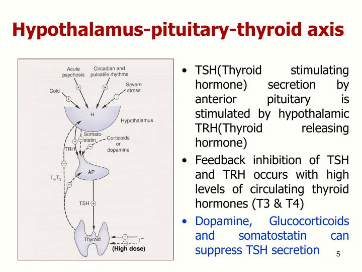 PPT - Thyroid Drugs PowerPoint Presentation - ID:5717053