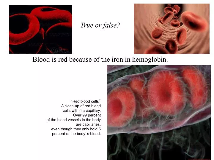 PPT - True or false? Blood is red because of the iron in hemoglobin ...