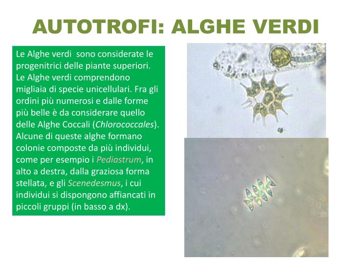 PPT - PROTISTI PowerPoint Presentation - ID:5718593