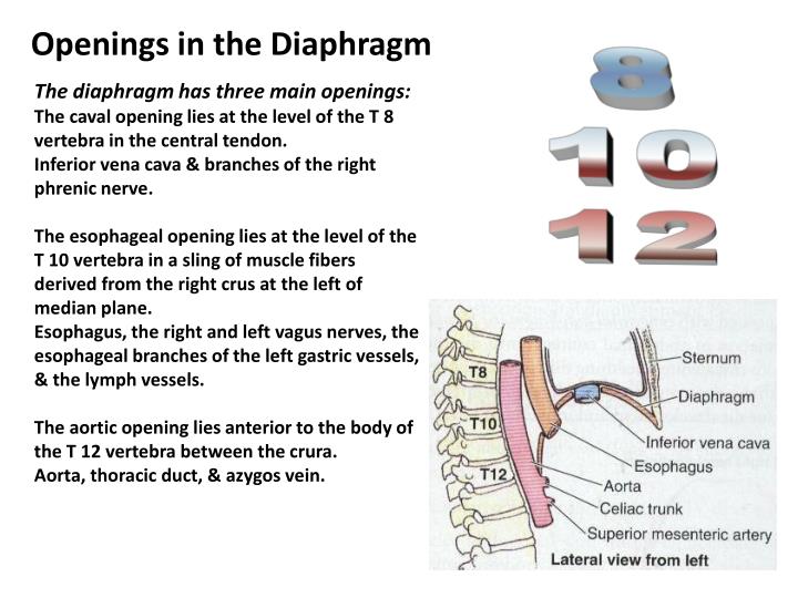 PPT - Diaphragm PowerPoint Presentation - ID:5719823