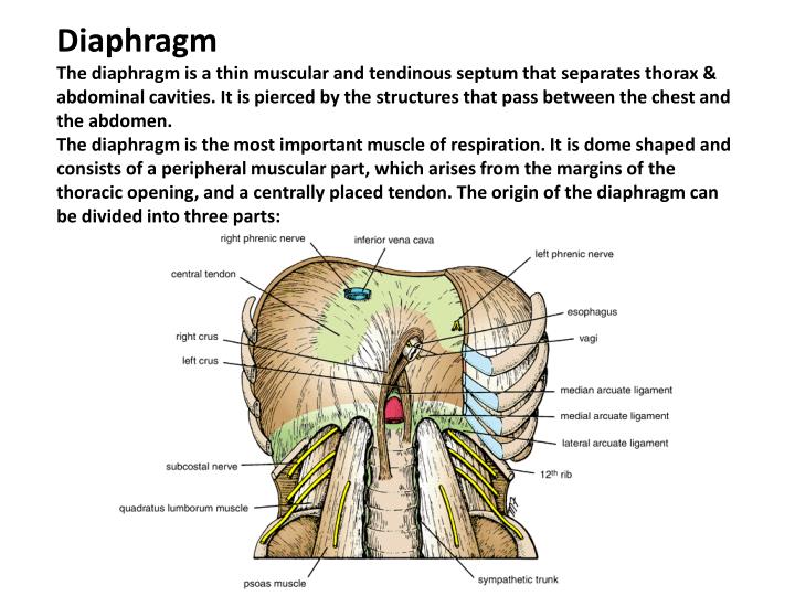 PPT - Diaphragm PowerPoint Presentation - ID:5719823