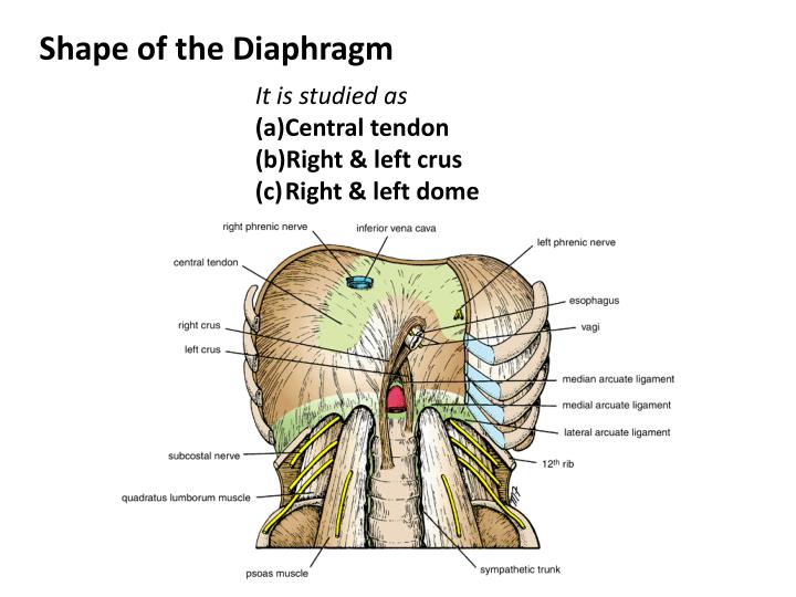 PPT - Diaphragm PowerPoint Presentation - ID:5719823