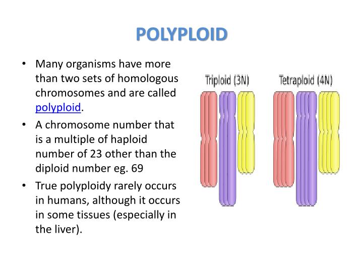 PPT - CHROMOSOMAL ABNORMALITIES PowerPoint Presentation - ID:5719987