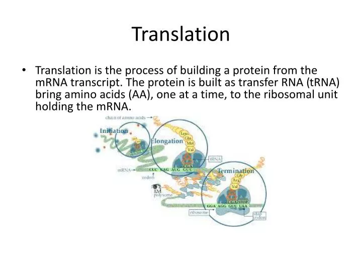 PPT - Translation PowerPoint Presentation, free download - ID:5720326