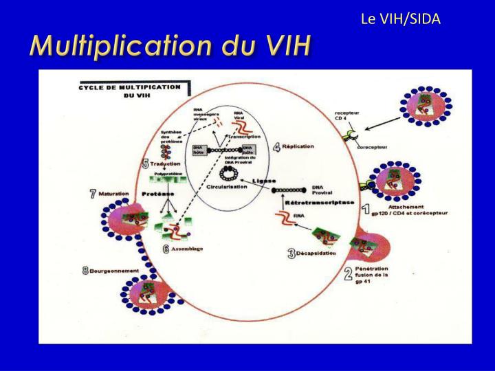 PPT - Le Virus de l'immunodéficience humaine : le VIH/SIDA PowerPoint ...