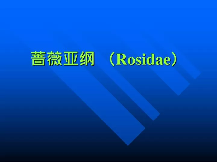 PPT - 蔷薇亚纲 （ Rosidae ） PowerPoint Presentation, free download - ID:5723958