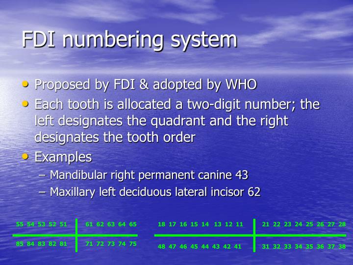 PPT - Introduction to Dental Anatomy PowerPoint Presentation - ID:5724621
