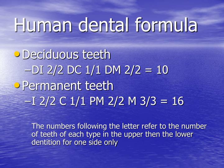 PPT - Introduction to Dental Anatomy PowerPoint Presentation - ID:5724621