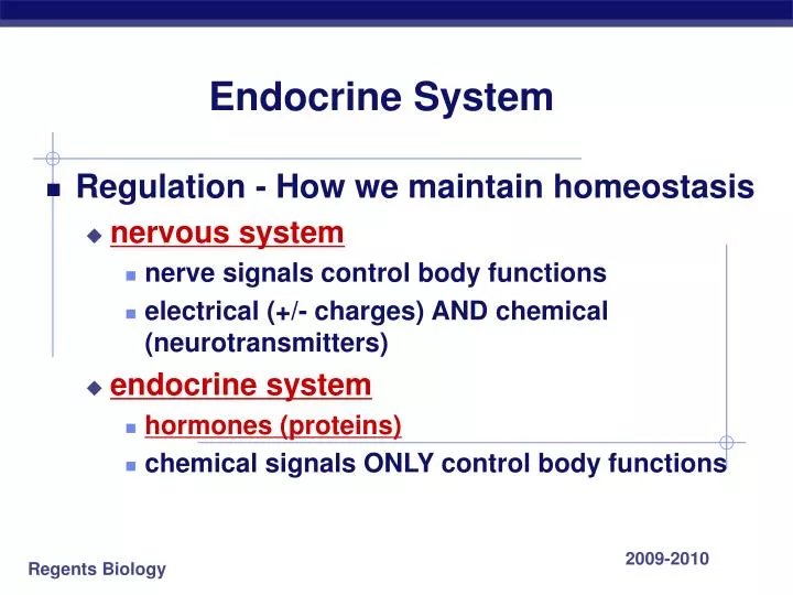 PPT - Endocrine System PowerPoint Presentation, free download - ID:5725075