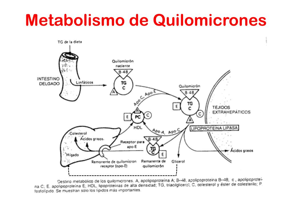 Ppt Quimica Biologica Lic En Biol Molec E Ing En Alim Powerpoint