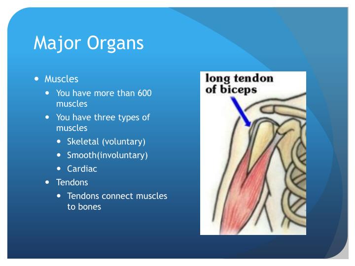 PPT Muscular System PowerPoint Presentation ID 5729408