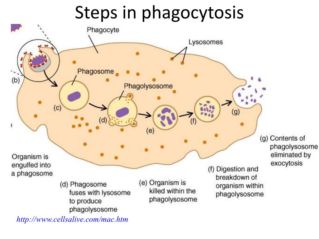 Stages Of Phagocytosis Diagram Stages Of Phagocytosis Diagram