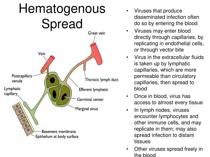 PPT - Viral Pathogenesis PowerPoint Presentation - ID:5730828