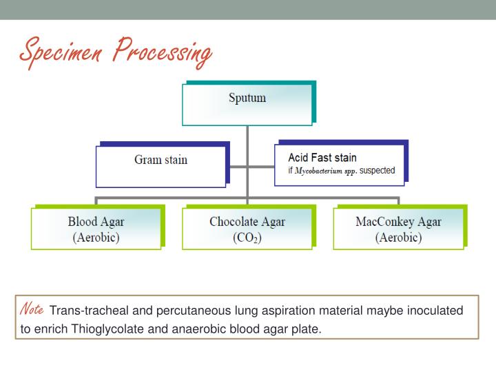 PPT - SPUTUM culture PowerPoint Presentation - ID:5731153