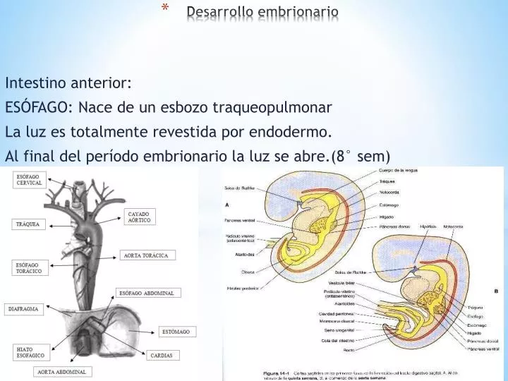PPT - Desarrollo embrionario PowerPoint Presentation, free download ...