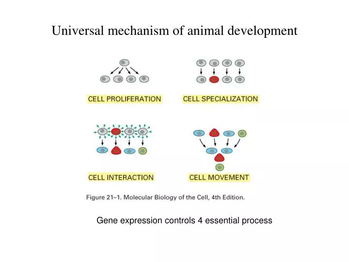 PPT - Universal mechanism of animal development PowerPoint Presentation ...