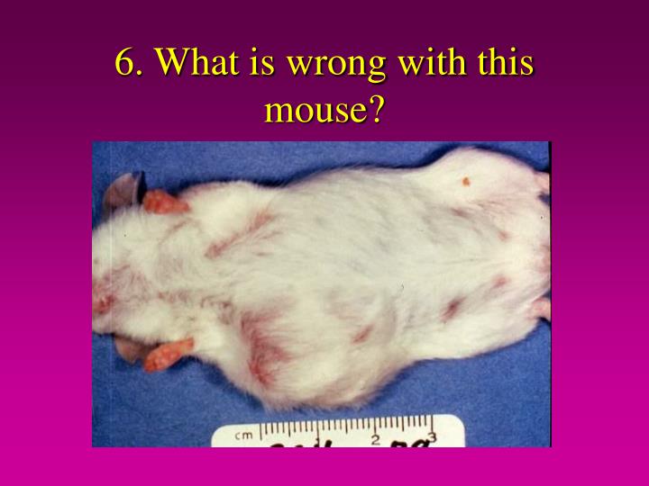 PPT - Common Problems in Laboratory Animals PowerPoint Presentation ...