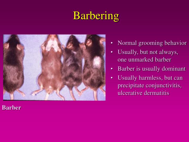 PPT - Common Problems in Laboratory Animals PowerPoint Presentation ...