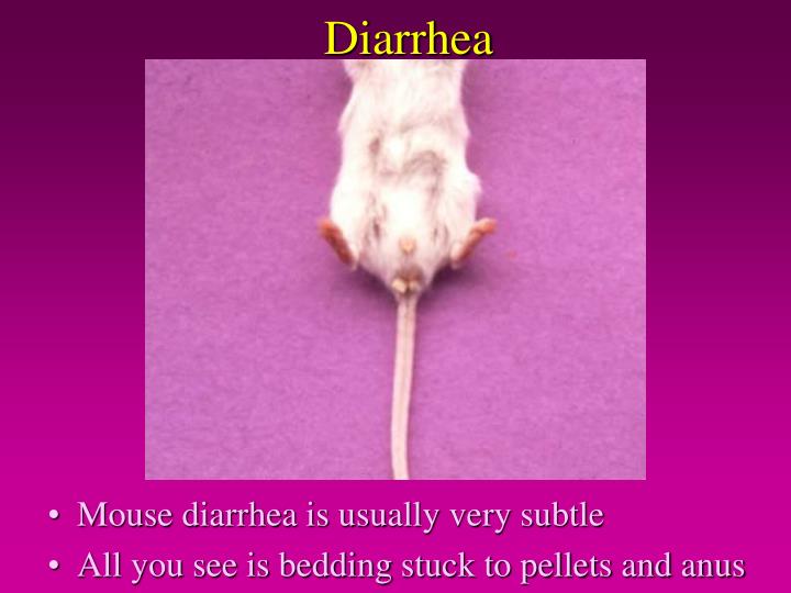 PPT - Common Problems in Laboratory Animals PowerPoint Presentation ...