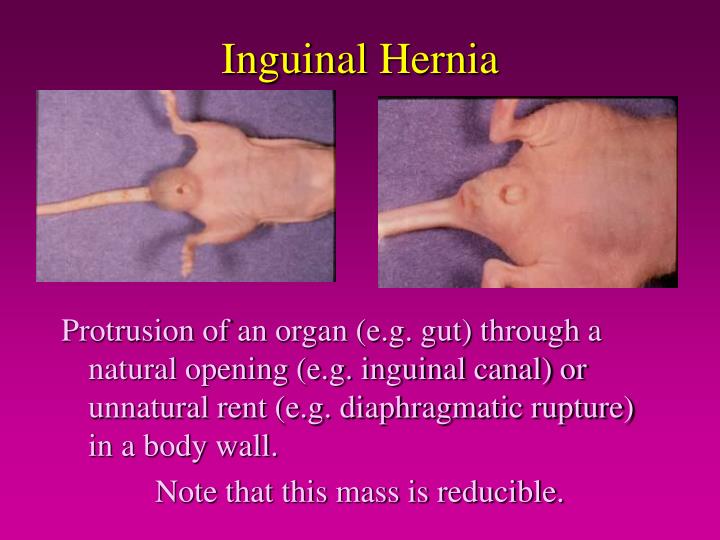 PPT - Common Problems in Laboratory Animals PowerPoint Presentation ...