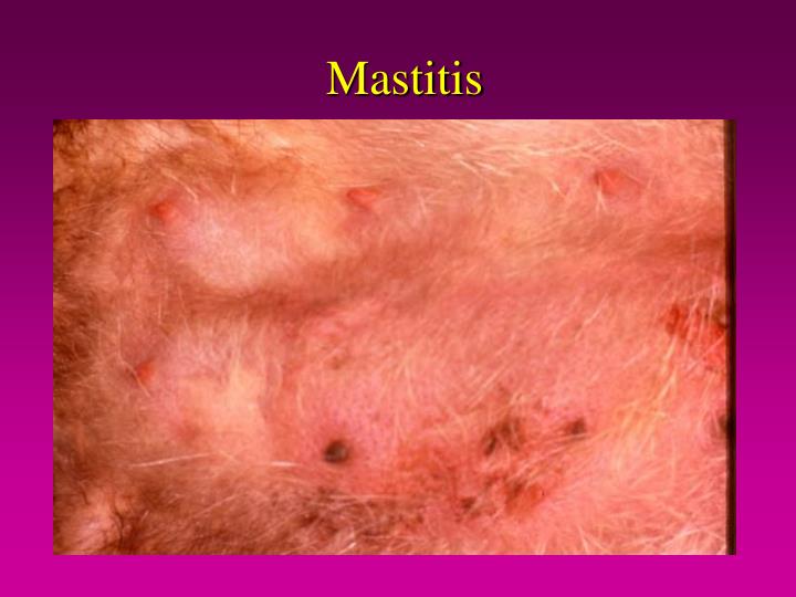 PPT - Common Problems in Laboratory Animals PowerPoint Presentation ...