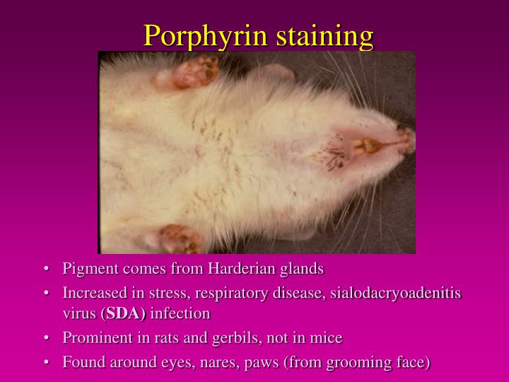 PPT - Common Problems in Laboratory Animals PowerPoint Presentation ...