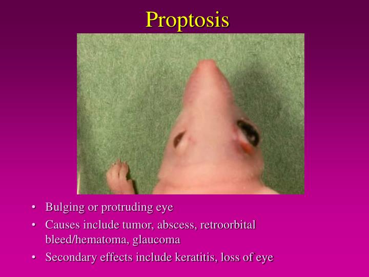 PPT - Common Problems in Laboratory Animals PowerPoint Presentation ...