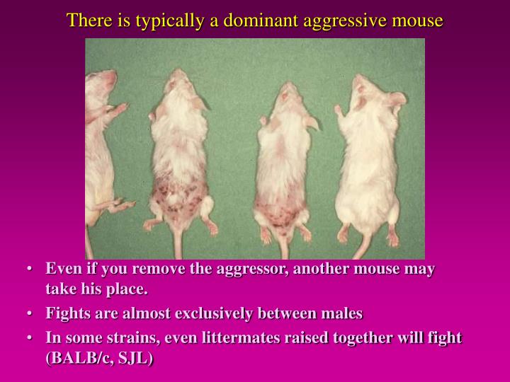 PPT - Common Problems in Laboratory Animals PowerPoint Presentation ...