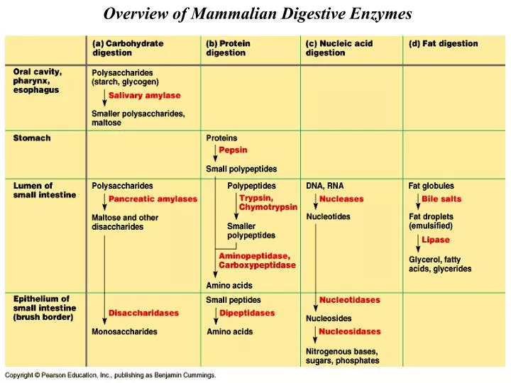 PPT - Overview of Mammalian Digestive Enzymes PowerPoint Presentation ...