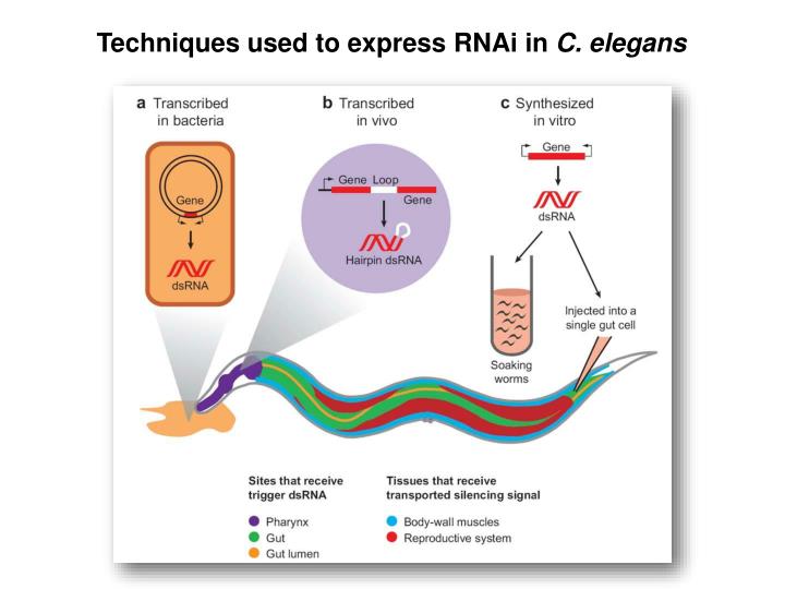 PPT - Regulation of gene expression at the mRNA level: RNA interference ...