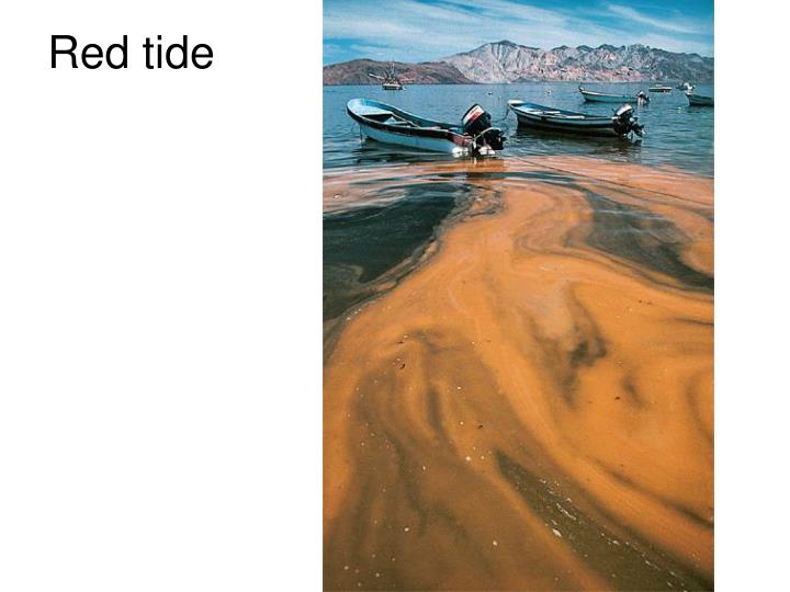 PPT - Plankton PowerPoint Presentation - ID:5736087