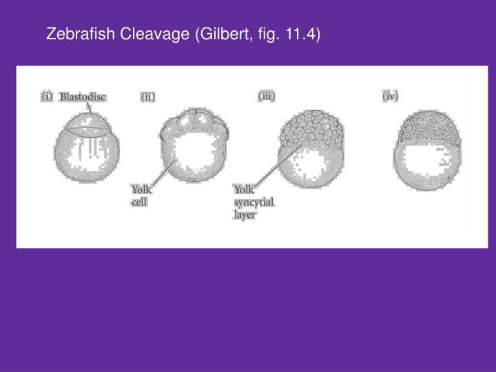 PPT - The Early Development of Zebrafish PowerPoint Presentation - ID ...
